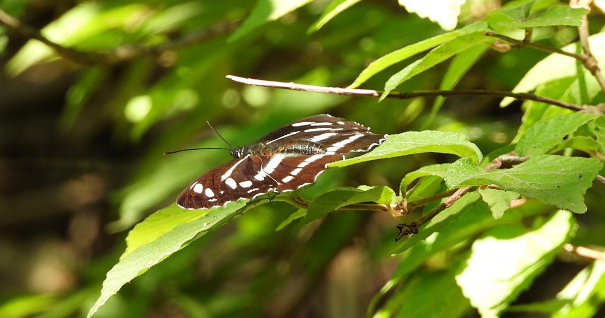 Neptis #233204 - Biofaces - Bring Nature Closer