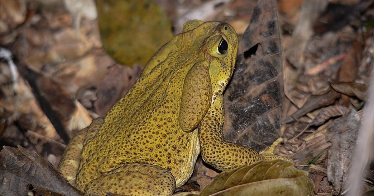 Cururu-Amarelo #234832 - Biofaces - Bring Nature Closer