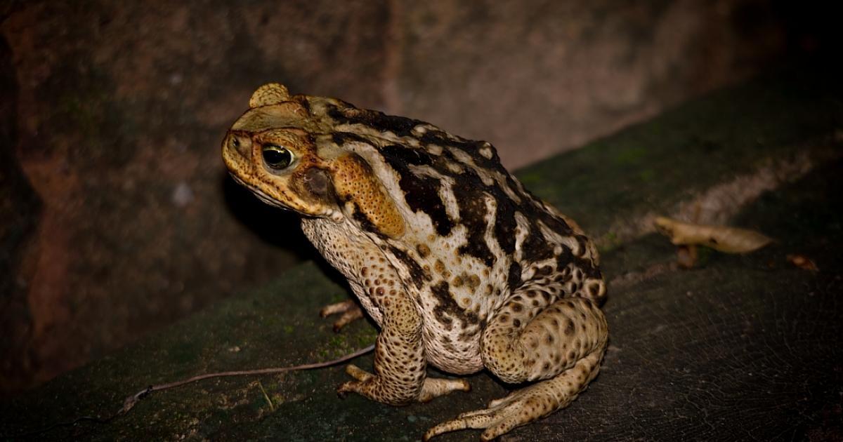 Sapo-Boi #234835 - Biofaces - Bring Nature Closer