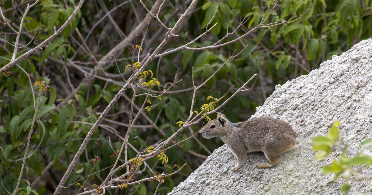 Mocó #236075 - Biofaces - Bring Nature Closer