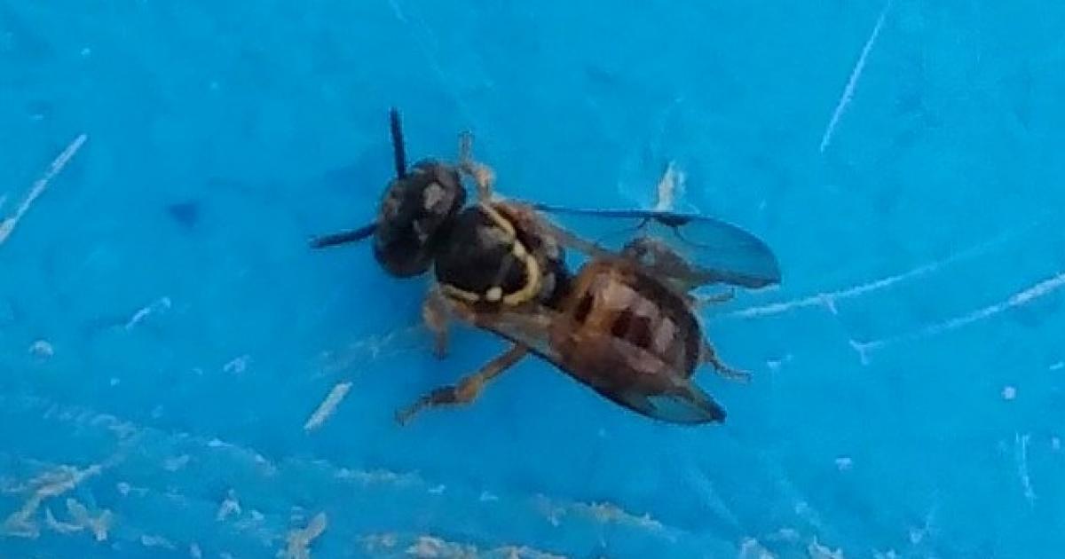 Plebeia #236326 - Biofaces - Bring Nature Closer