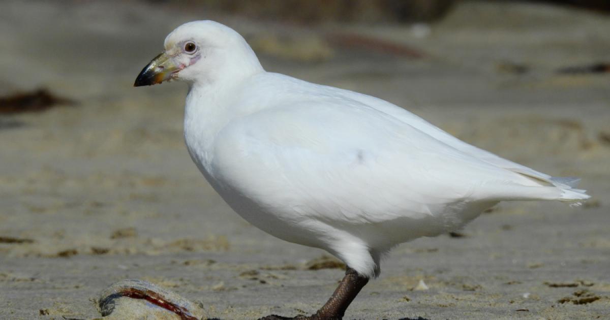 pomba #237494 - Biofaces - Bring Nature Closer