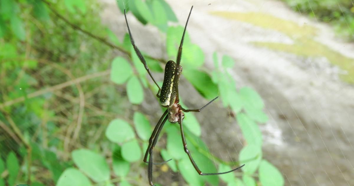 Trichonephila #238079 - Biofaces - Bring Nature Closer