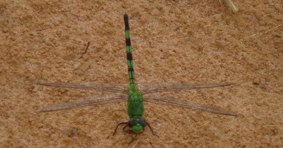 Libélula-verde #238718 - Biofaces - Bring Nature Closer