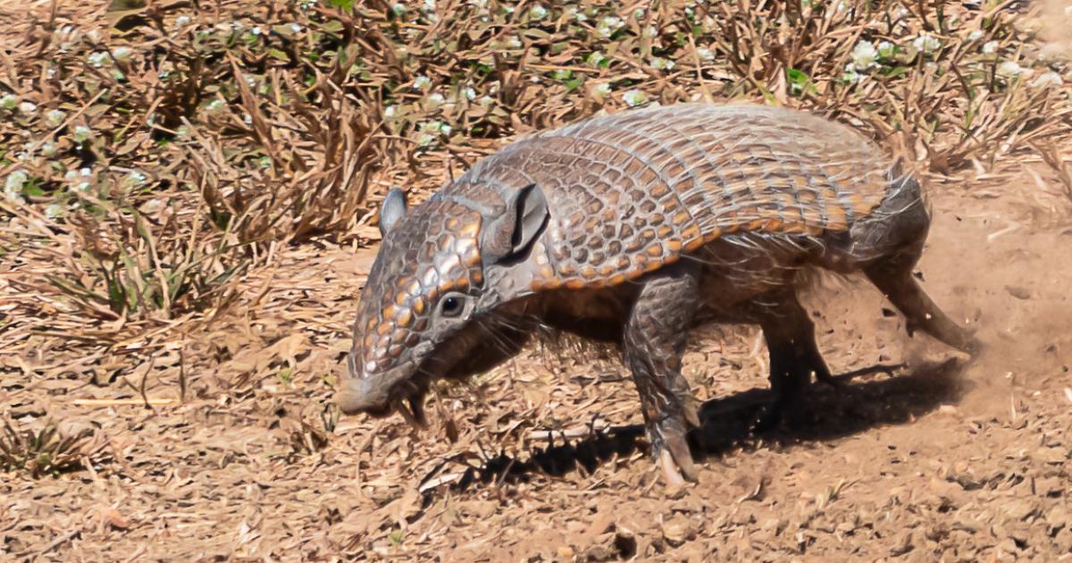 TATU-PEBA #239719 - Biofaces - Bring Nature Closer