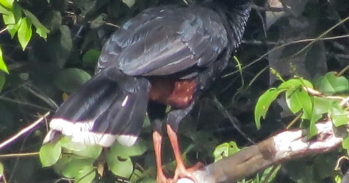 mutum-cavalo #239961 - Biofaces - Bring Nature Closer