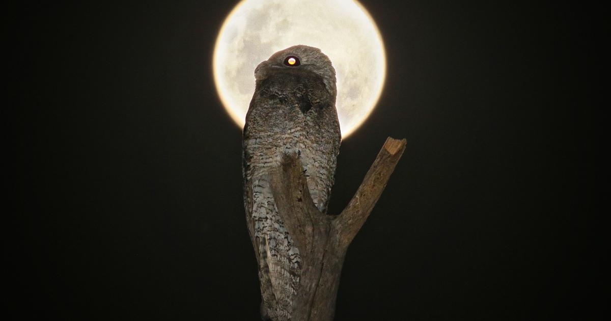 Mãe-da-lua-gigante #239981 - Biofaces - Bring Nature Closer