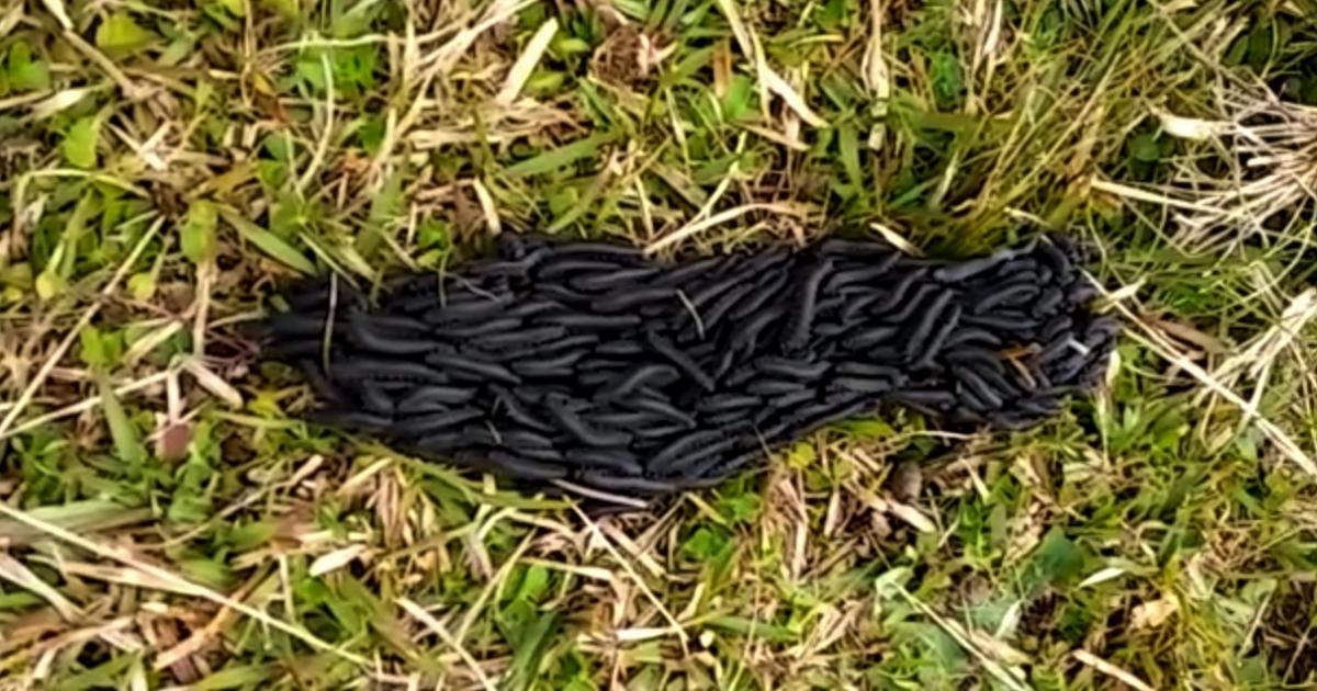 Bicho #239995 - Biofaces - Bring Nature Closer