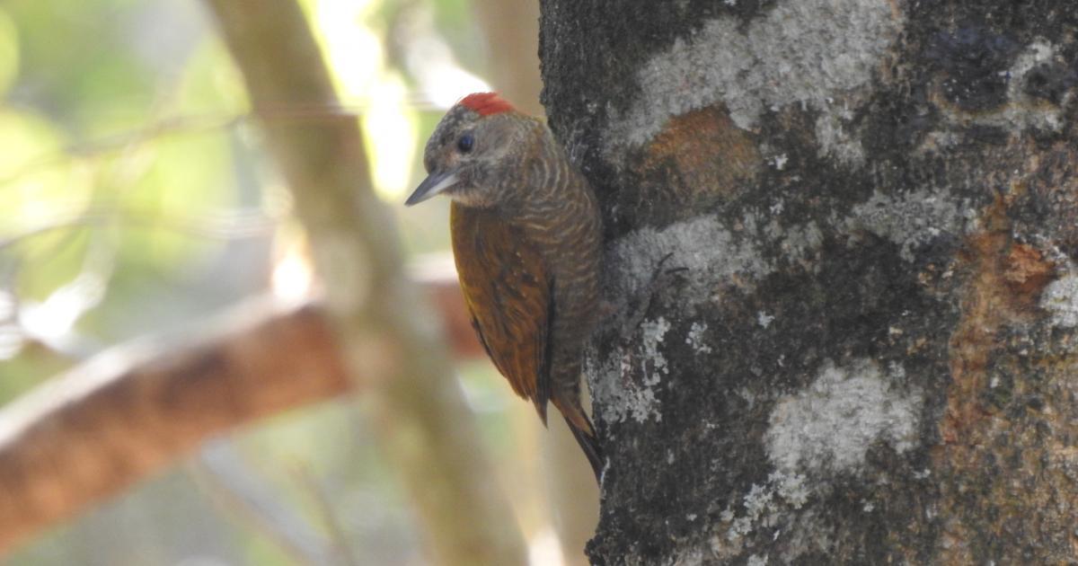 Pica-pau-pequeno #240214 - Biofaces - Bring Nature Closer