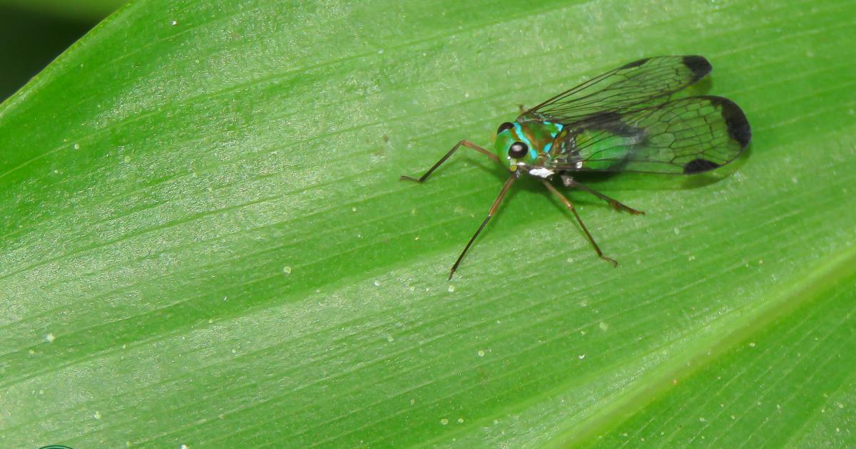 Taosa #240259 - Biofaces - Bring Nature Closer