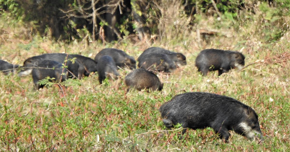 Queixada #241133 - Biofaces - Bring Nature Closer