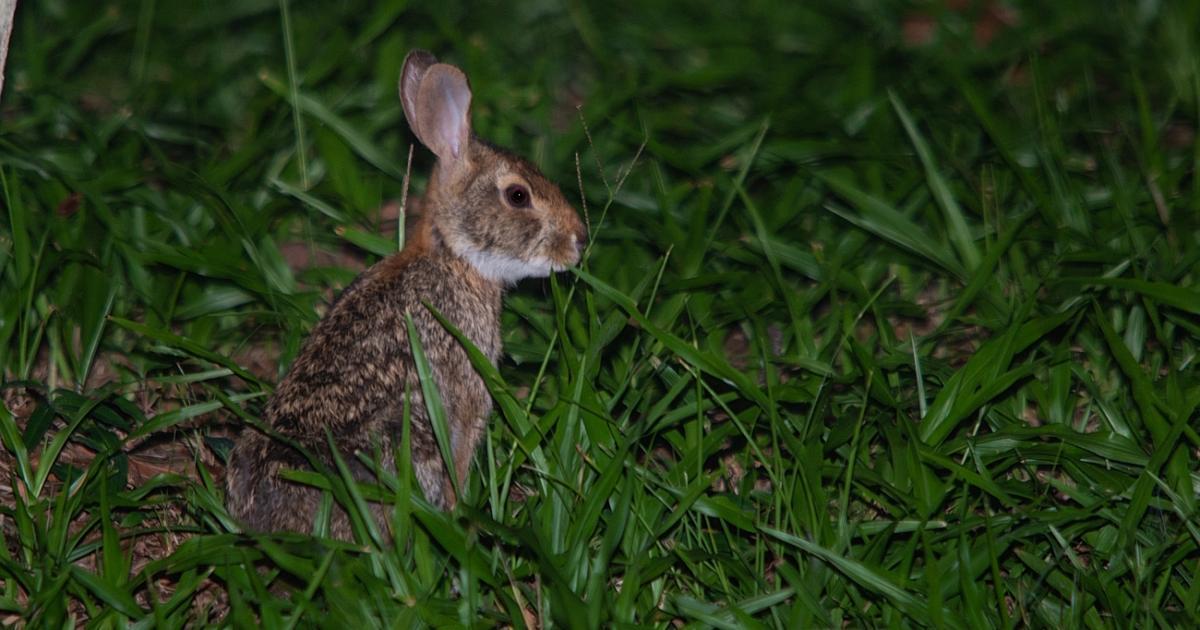 Tapiti #242135 - Biofaces - Bring Nature Closer