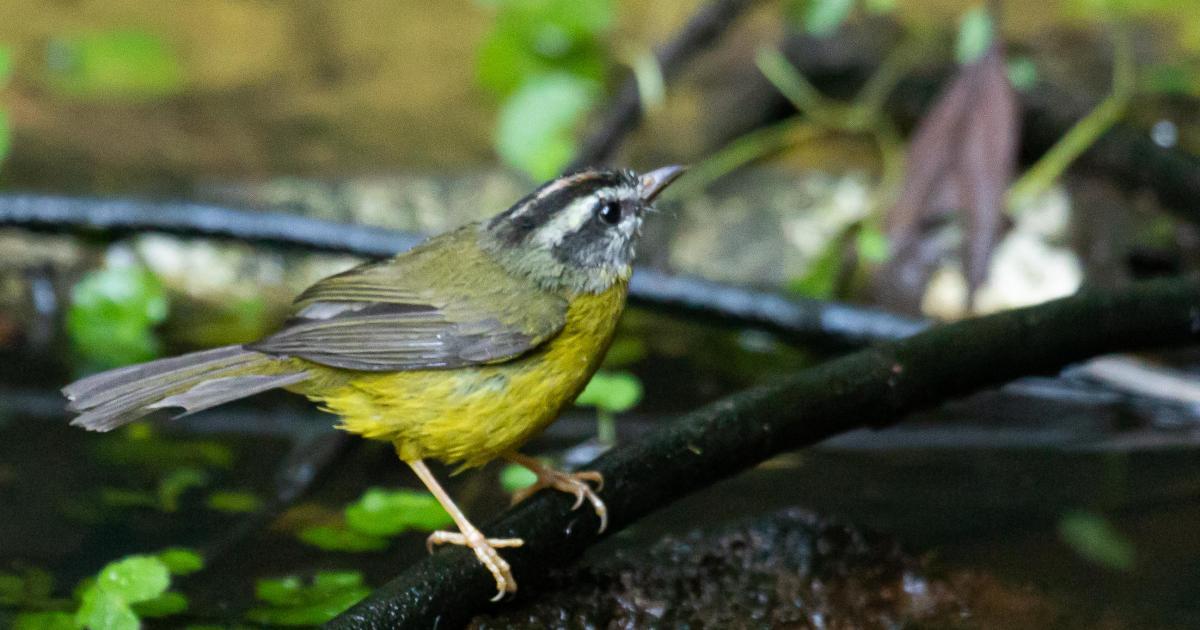 Pula-pula #242205 - Biofaces - Bring Nature Closer