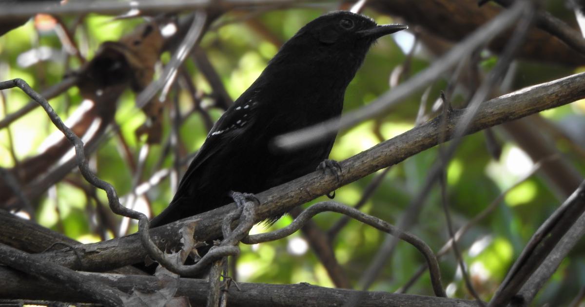 Chororó #242274 - Biofaces - Bring Nature Closer