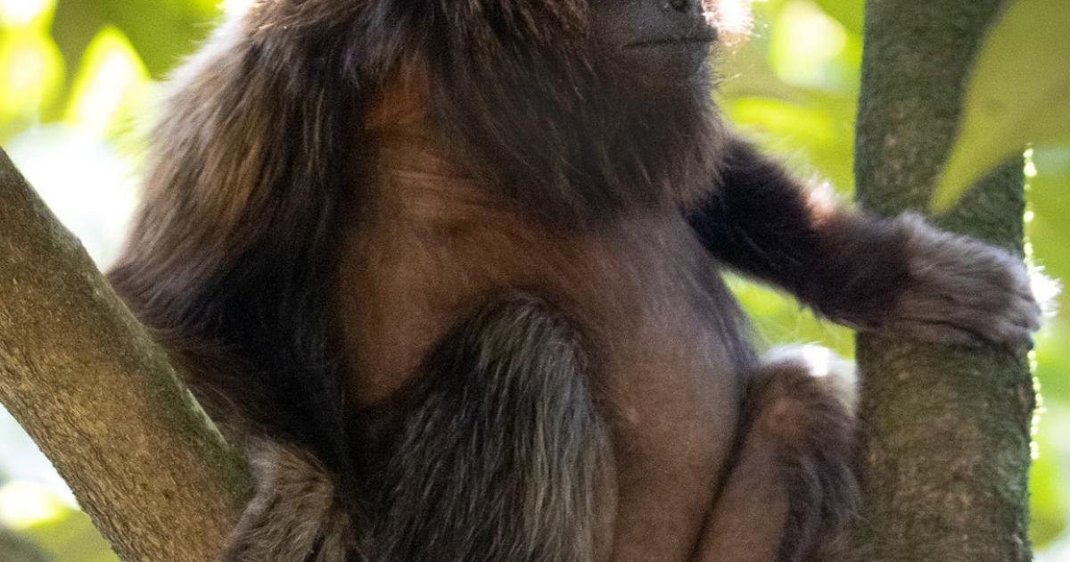 Bugio-ruivo #242329 - Biofaces - Bring Nature Closer