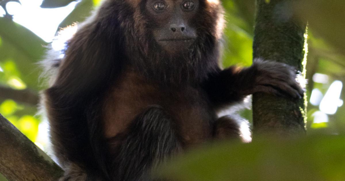 Bugio-ruivo #242331 - Biofaces - Bring Nature Closer