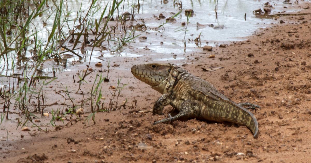 Víbora #242363 - Biofaces - Bring Nature Closer