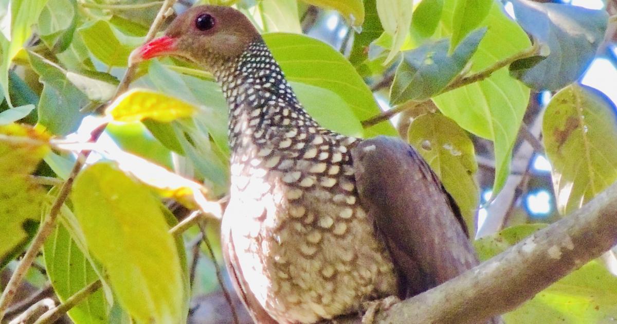 POMBA #242617 - Biofaces - Bring Nature Closer