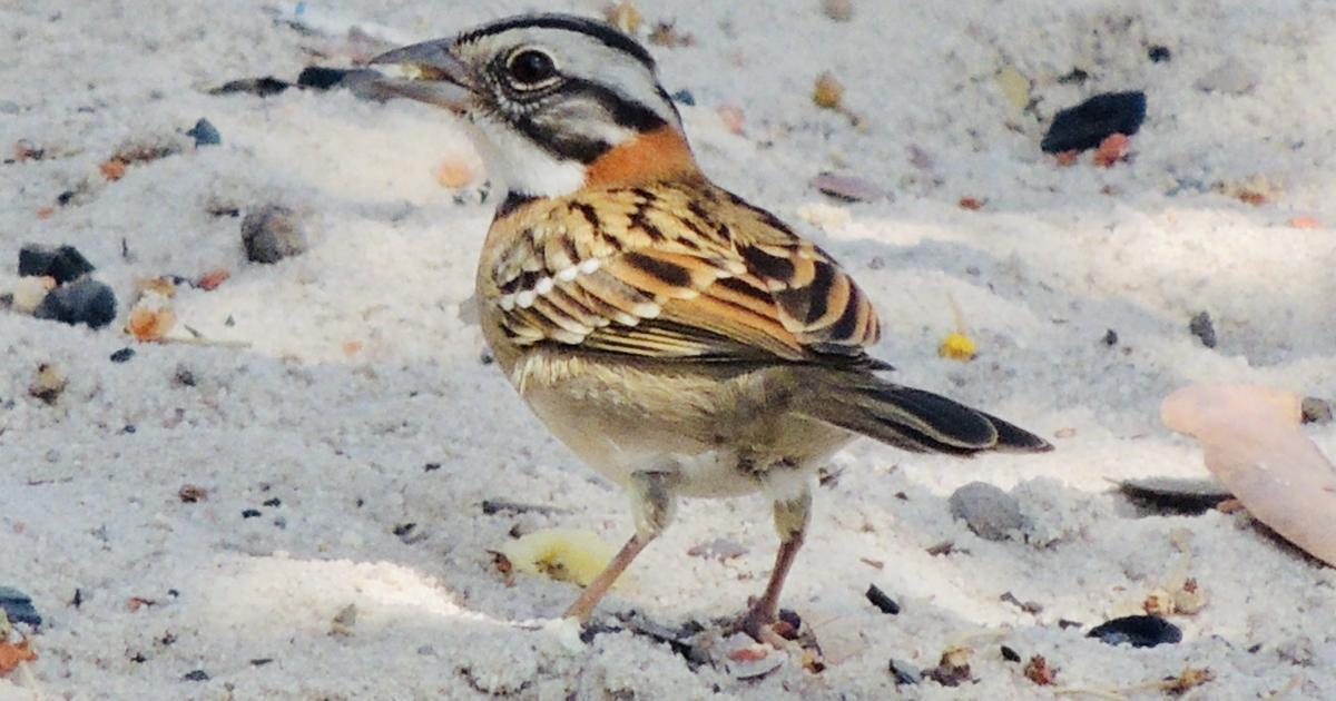 TICO #242949 - Biofaces - Bring Nature Closer