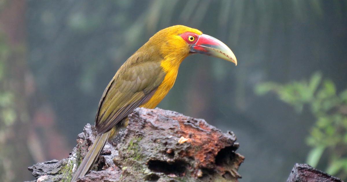 Pteroglossus #242962 - Biofaces - Bring Nature Closer