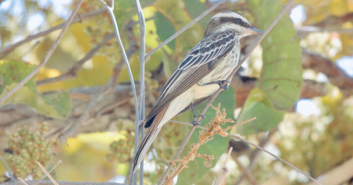 PEITICA #243559 - Biofaces - Bring Nature Closer