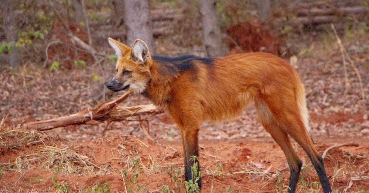 Lobo-guará #244959 - Biofaces - Bring Nature Closer