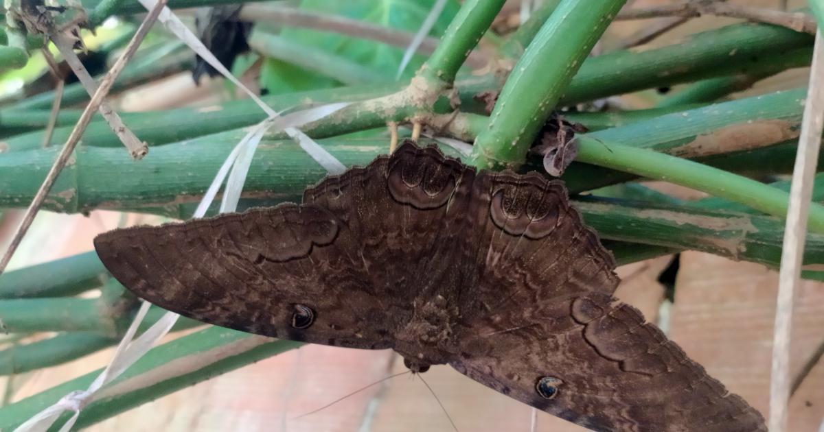 Mariposa-bruxa #246354 - Biofaces - Bring Nature Closer