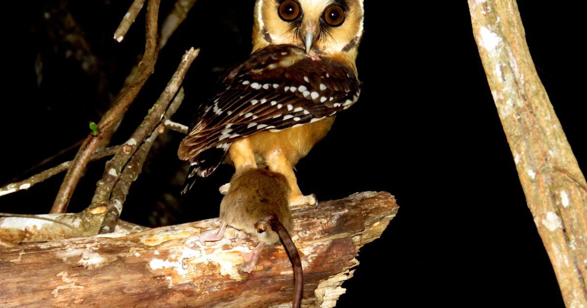 Caburé-acanelado #246646 - Biofaces - Bring Nature Closer