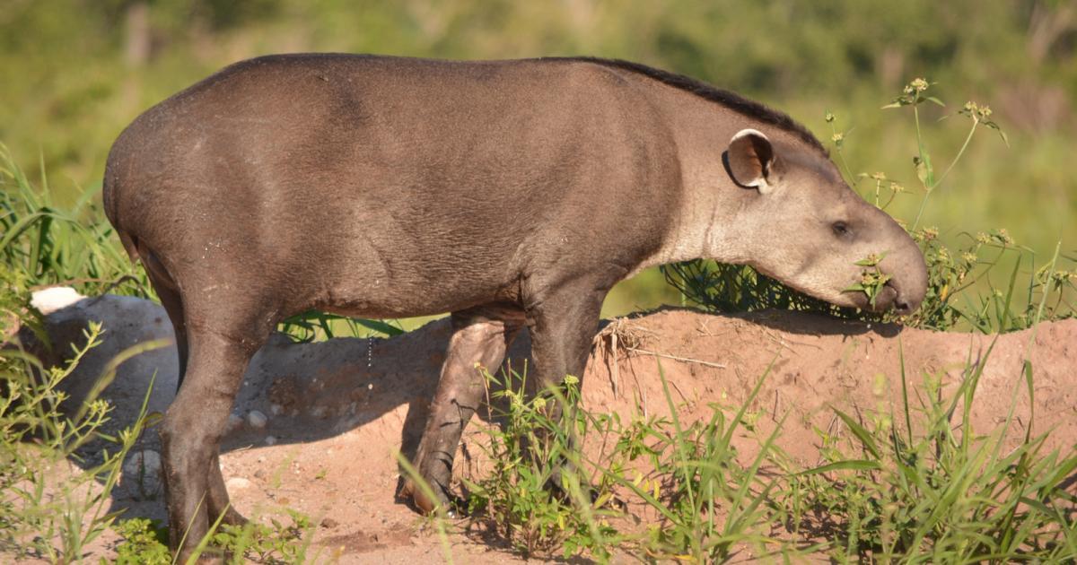 Anta #246724 - Biofaces - Bring Nature Closer