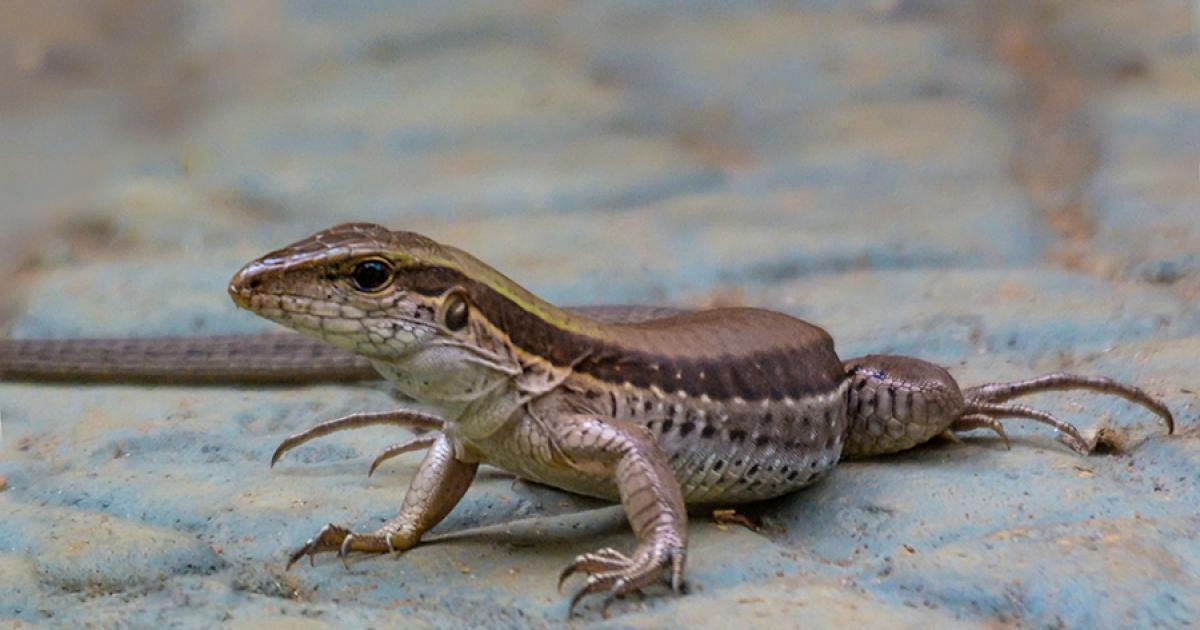 calango-bico-doce #246928 - Biofaces - Bring Nature Closer