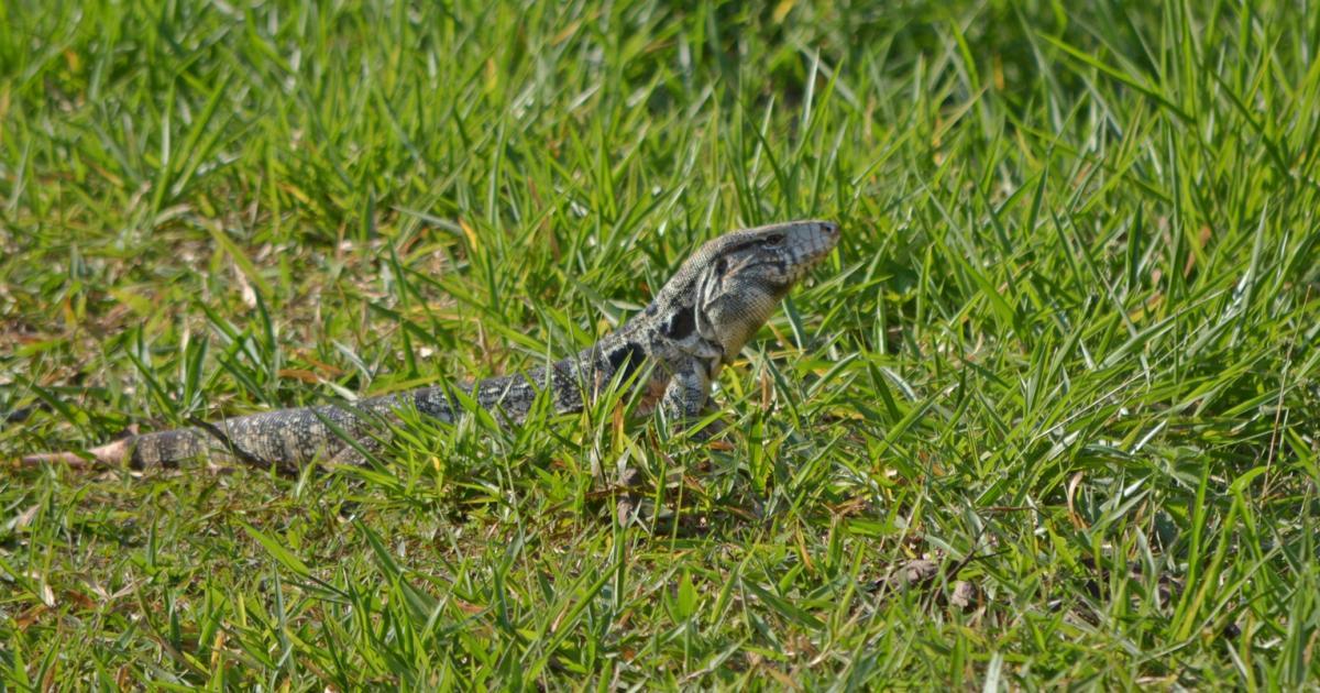 Teiú-gigante #247043 - Biofaces - Bring Nature Closer