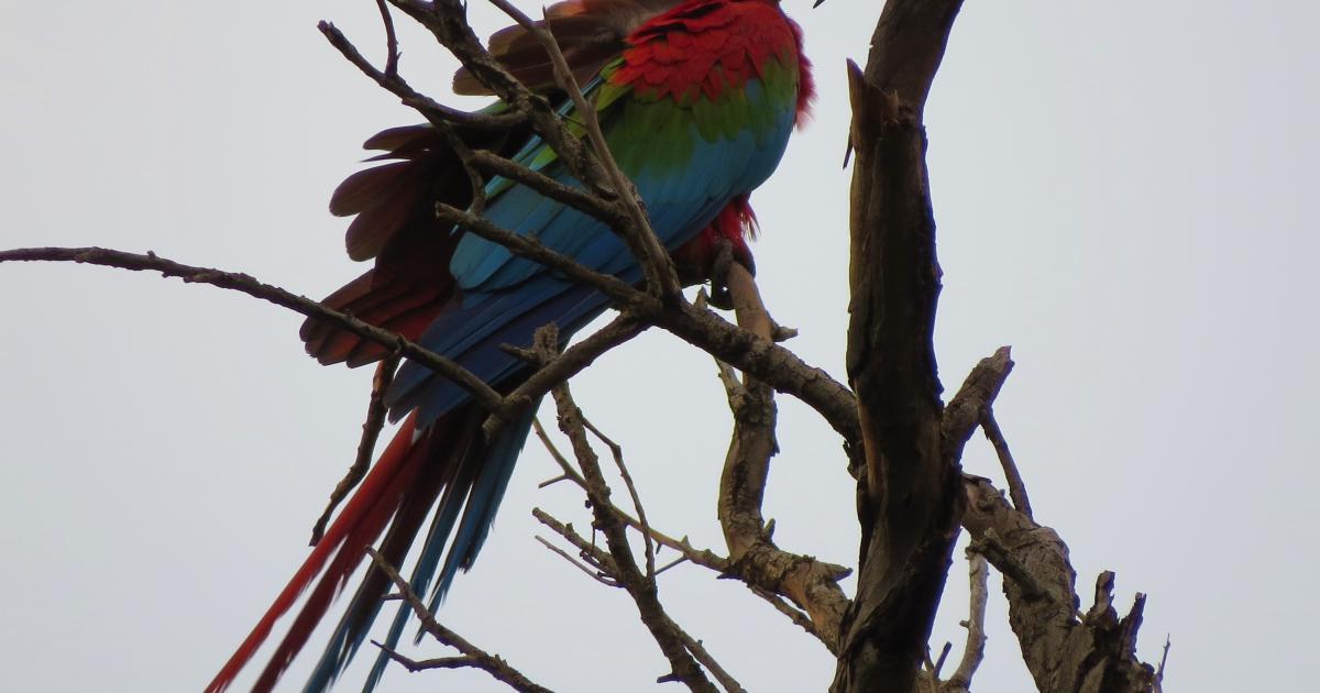 Arara-vermelha #247121 - Biofaces - Bring Nature Closer