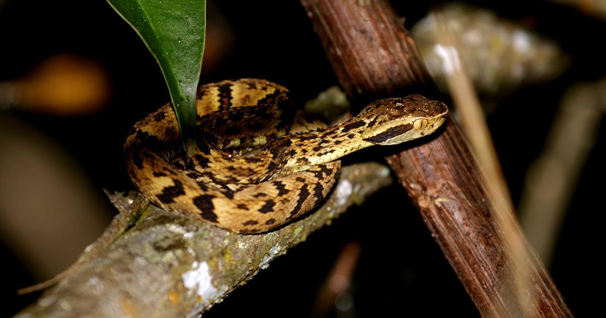 Pequena #247153 - Biofaces - Bring Nature Closer