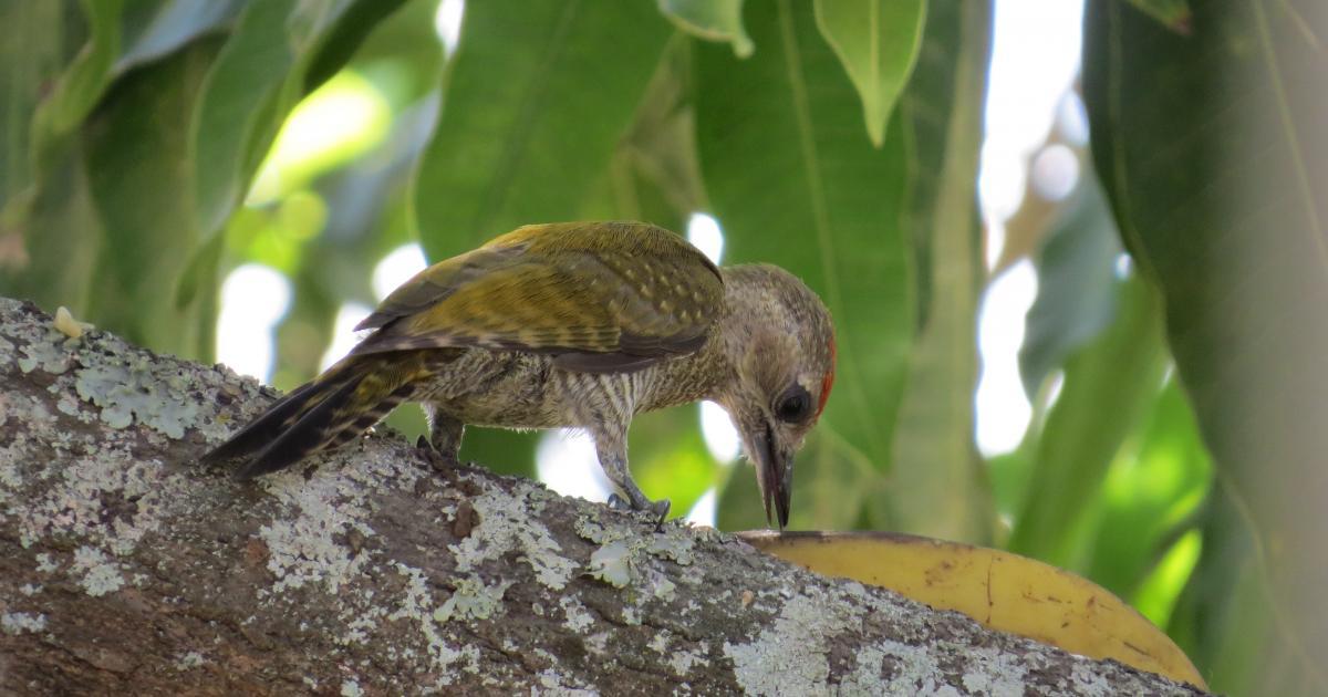 Pica-pau-pequeno #247288 - Biofaces - Bring Nature Closer