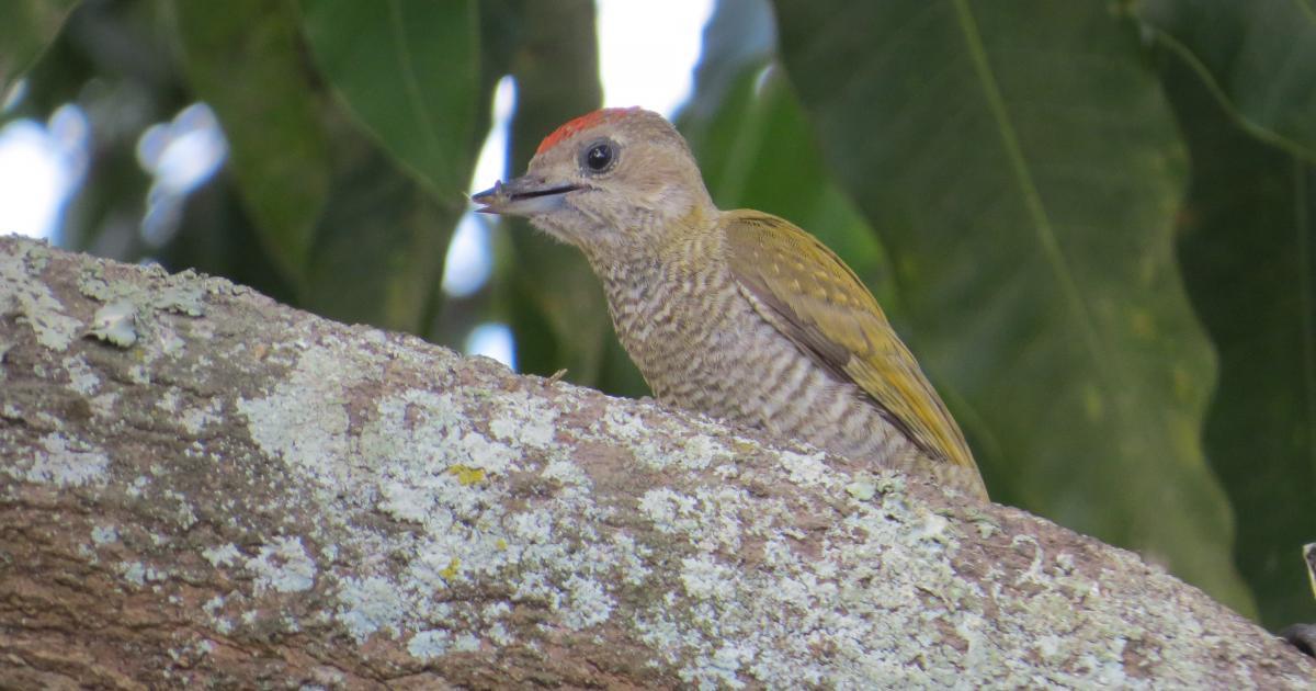 Pica-pau-pequeno #247361 - Biofaces - Bring Nature Closer