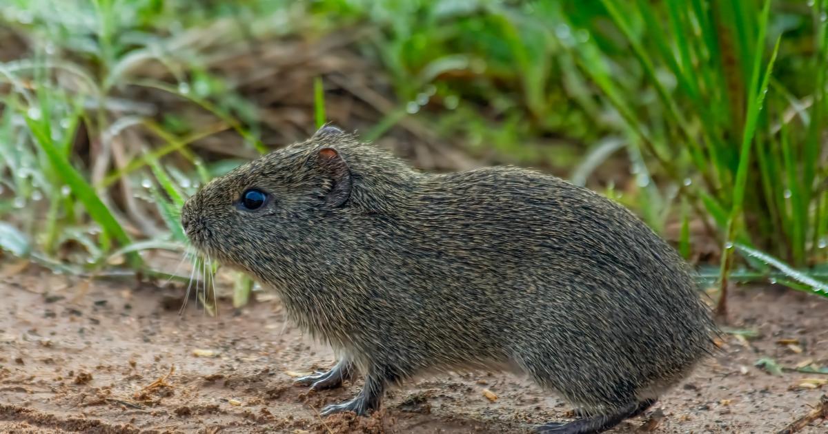 Pereá #247495 - Biofaces - Bring Nature Closer