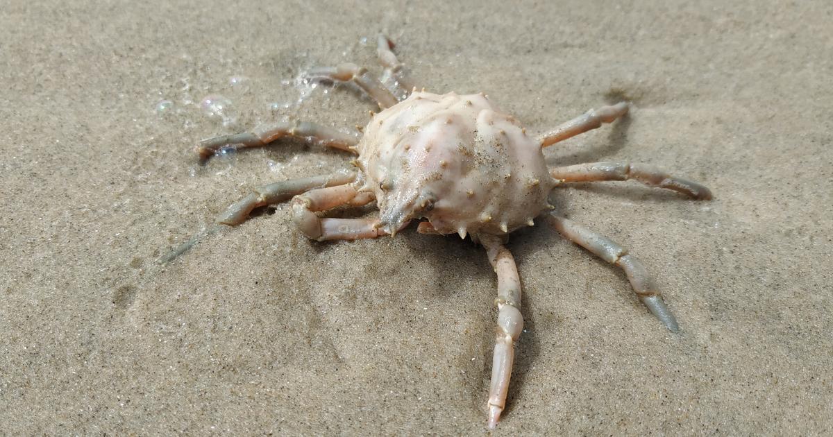 Portly #247516 - Biofaces - Bring Nature Closer