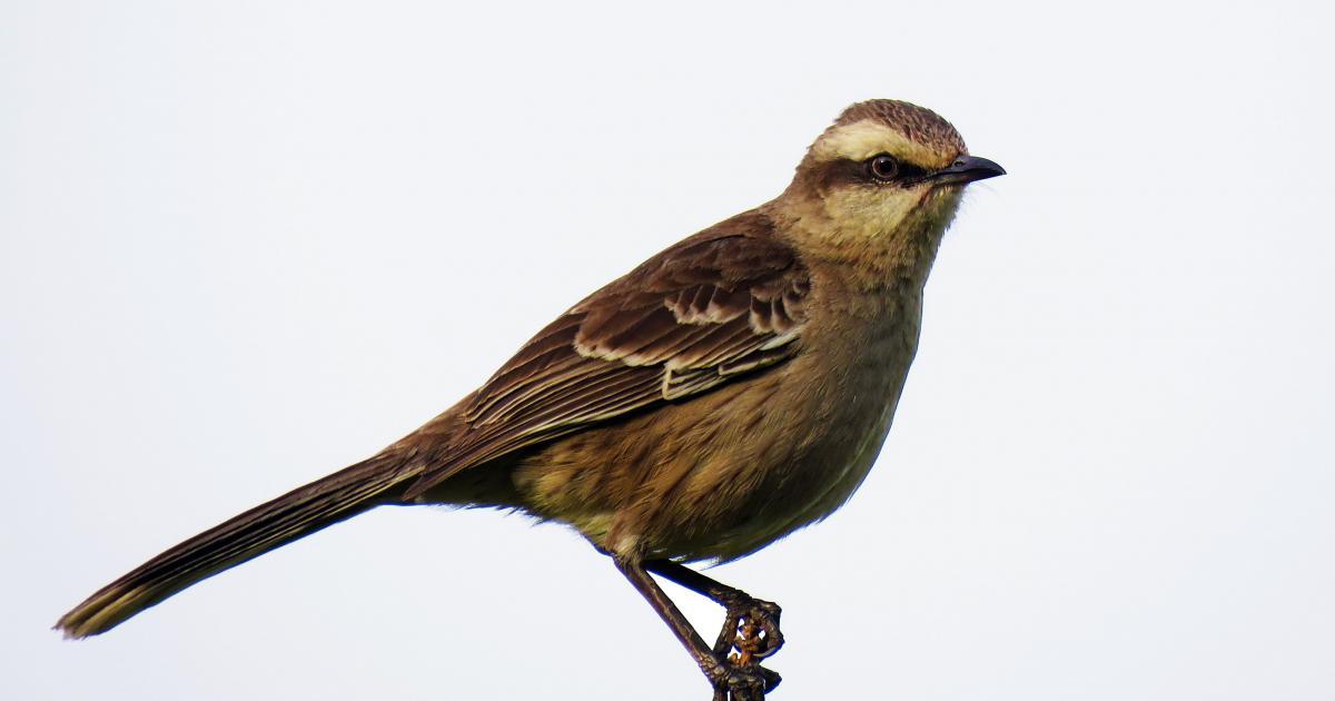 Sabiá-do-campo #247839 - Biofaces - Bring Nature Closer