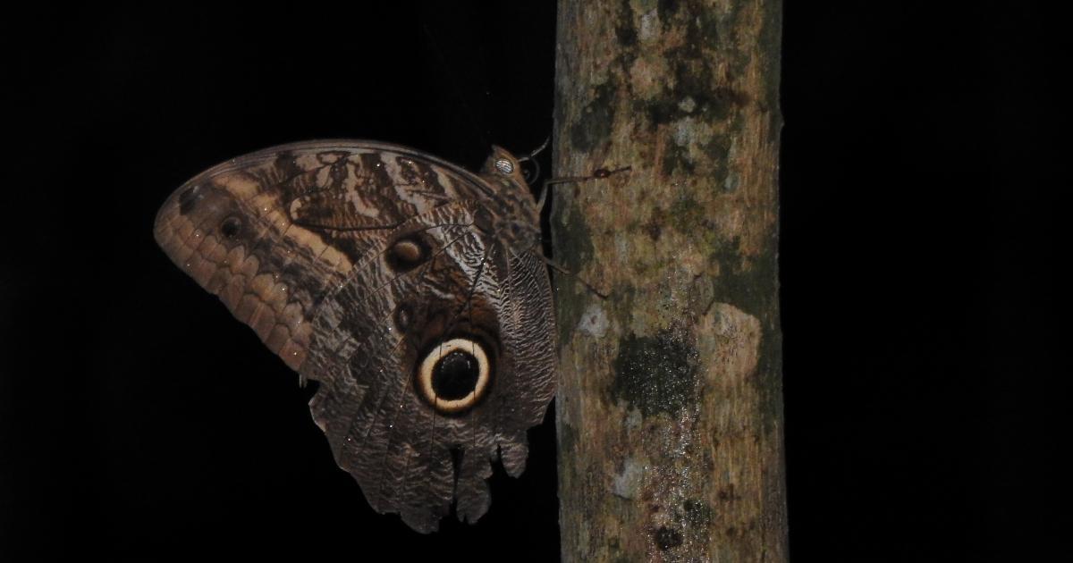 Caligo #248055 - Biofaces - Bring Nature Closer