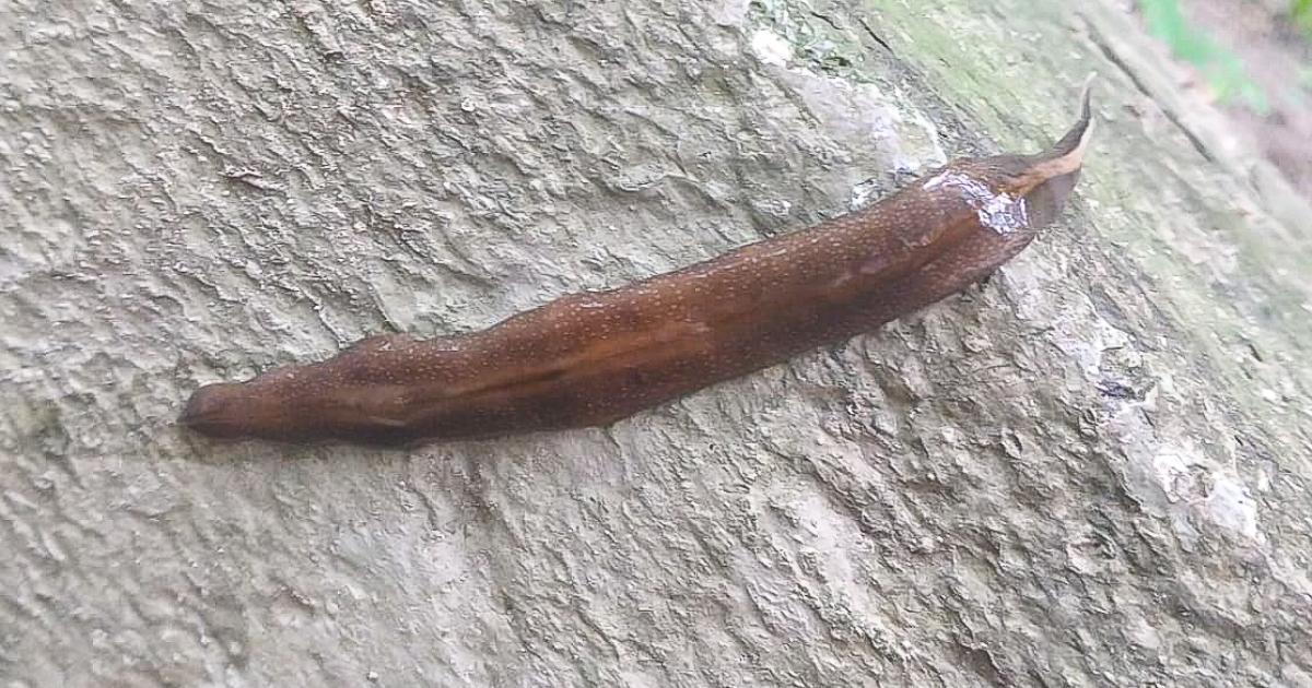 Planária #248178 - Biofaces - Bring Nature Closer