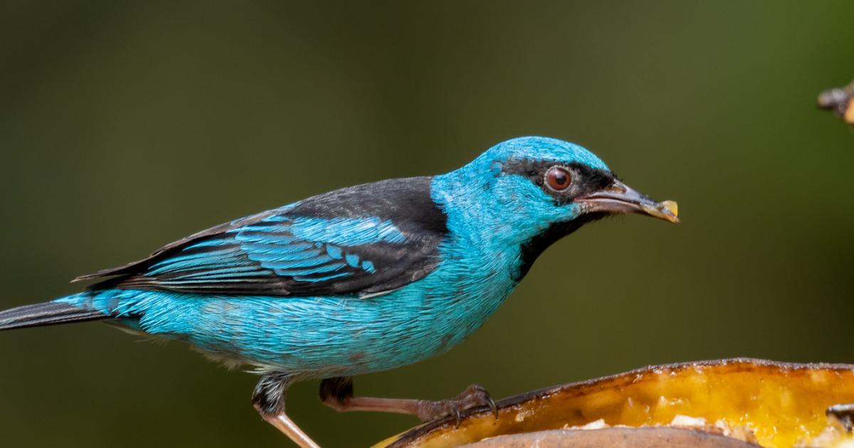 Saí-azul #248212 - Biofaces - Bring Nature Closer