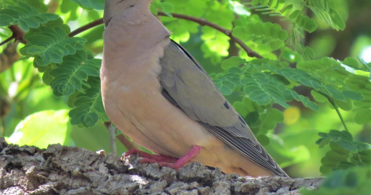 Avoante #248400 - Biofaces - Bring Nature Closer