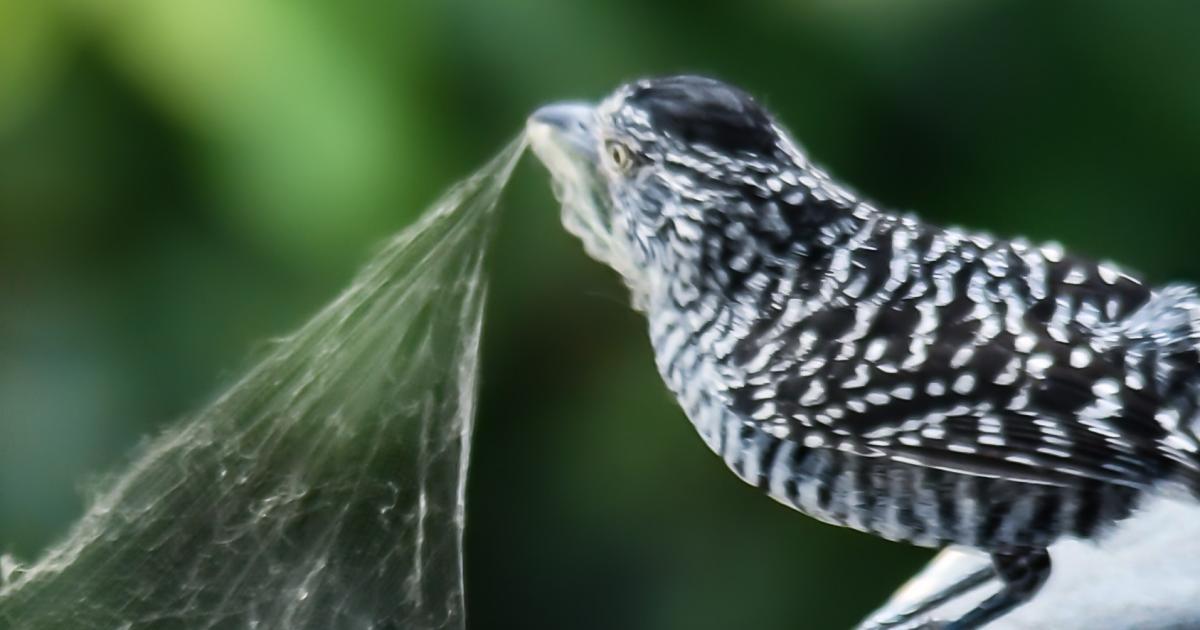 Choca-barrada #248559 - Biofaces - Bring Nature Closer