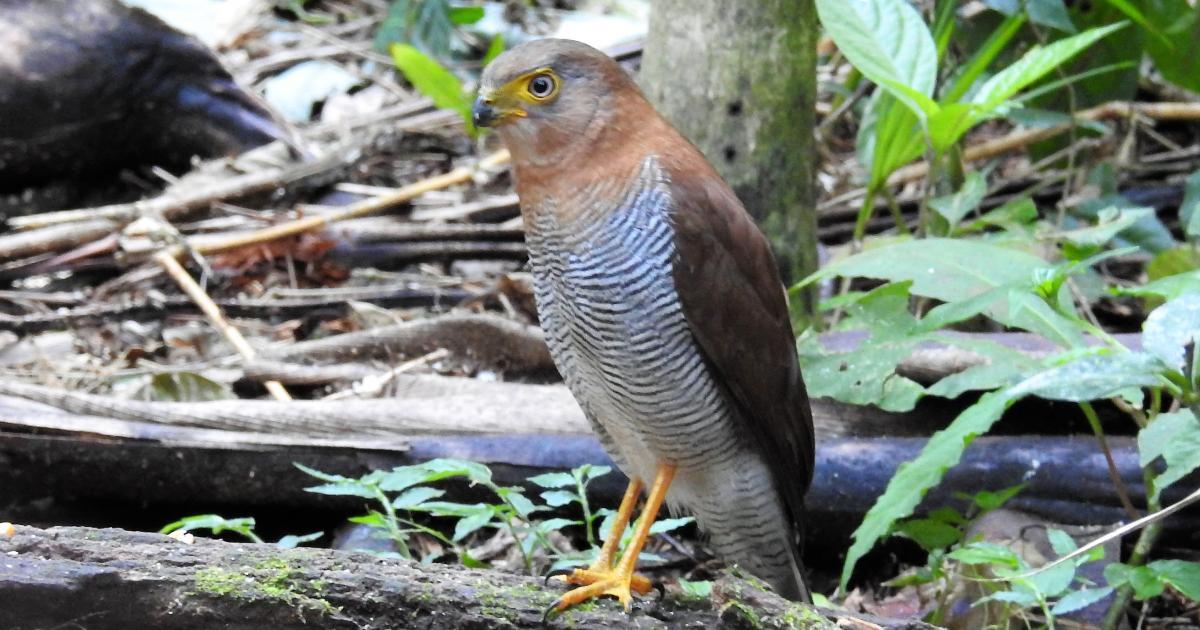 Falcão-caburé #248688 - Biofaces - Bring Nature Closer