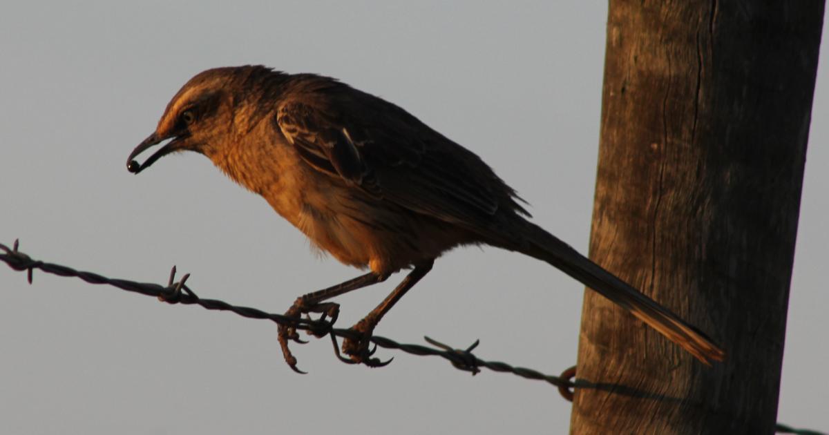 sabià #249084 - Biofaces - Bring Nature Closer