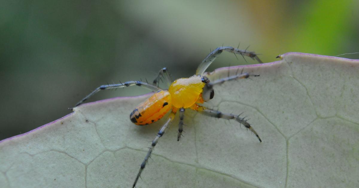 Alpaida #249102 - Biofaces - Bring Nature Closer