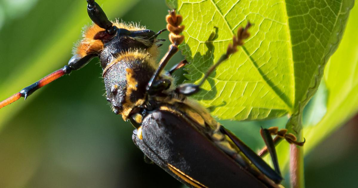 Besouro-serra-pau #249120 - Biofaces - Bring Nature Closer