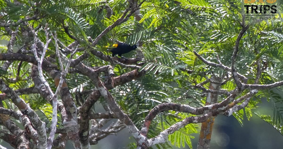 Xexéu #249243 - Biofaces - Bring Nature Closer