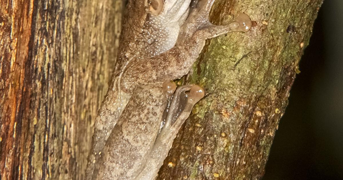 Sapo-amazônico #249272 - Biofaces - Bring Nature Closer