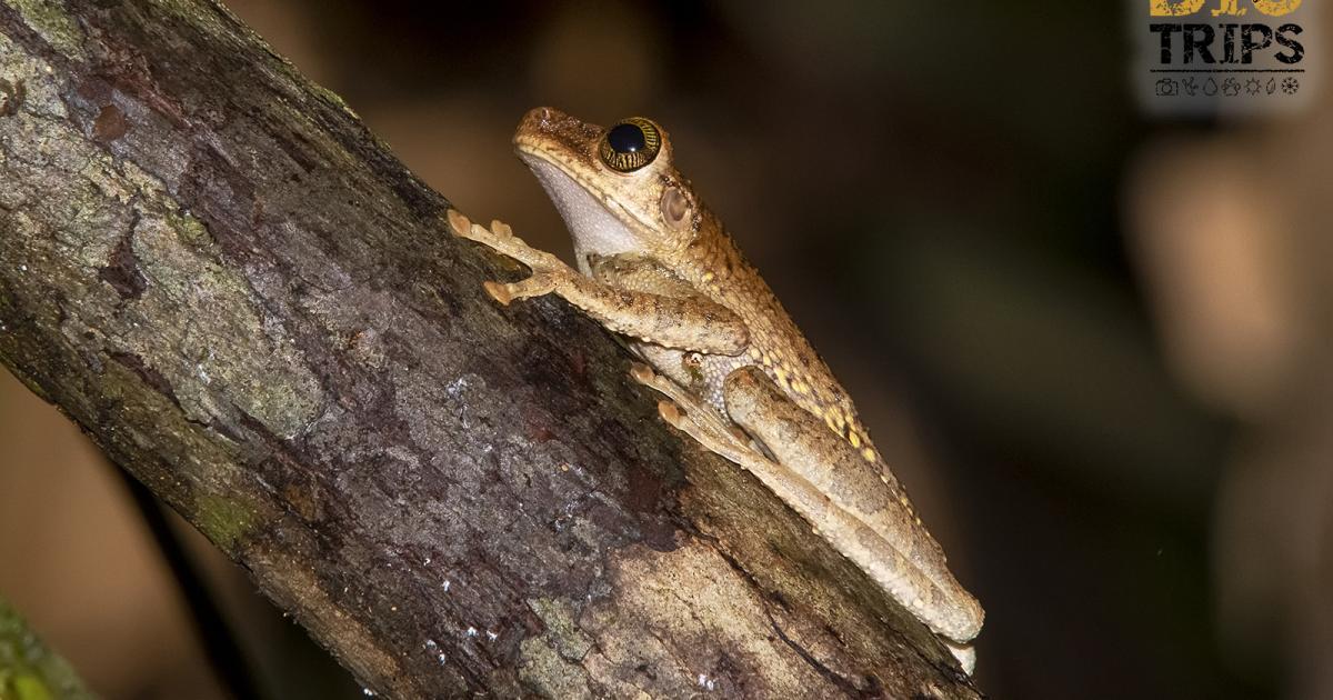 Sapo-amazônico #249302 - Biofaces - Bring Nature Closer